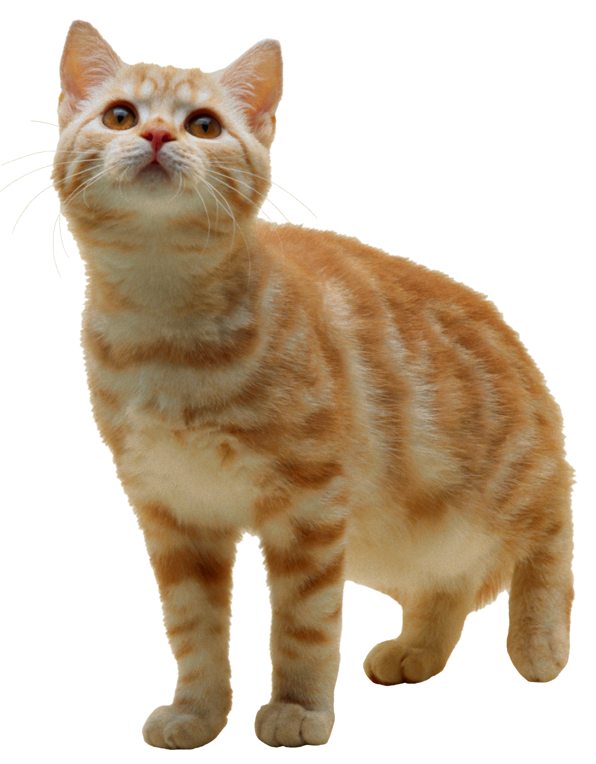 Cat PNG PNG Image PurePNG Free Transparent CC0 PNG Image Library