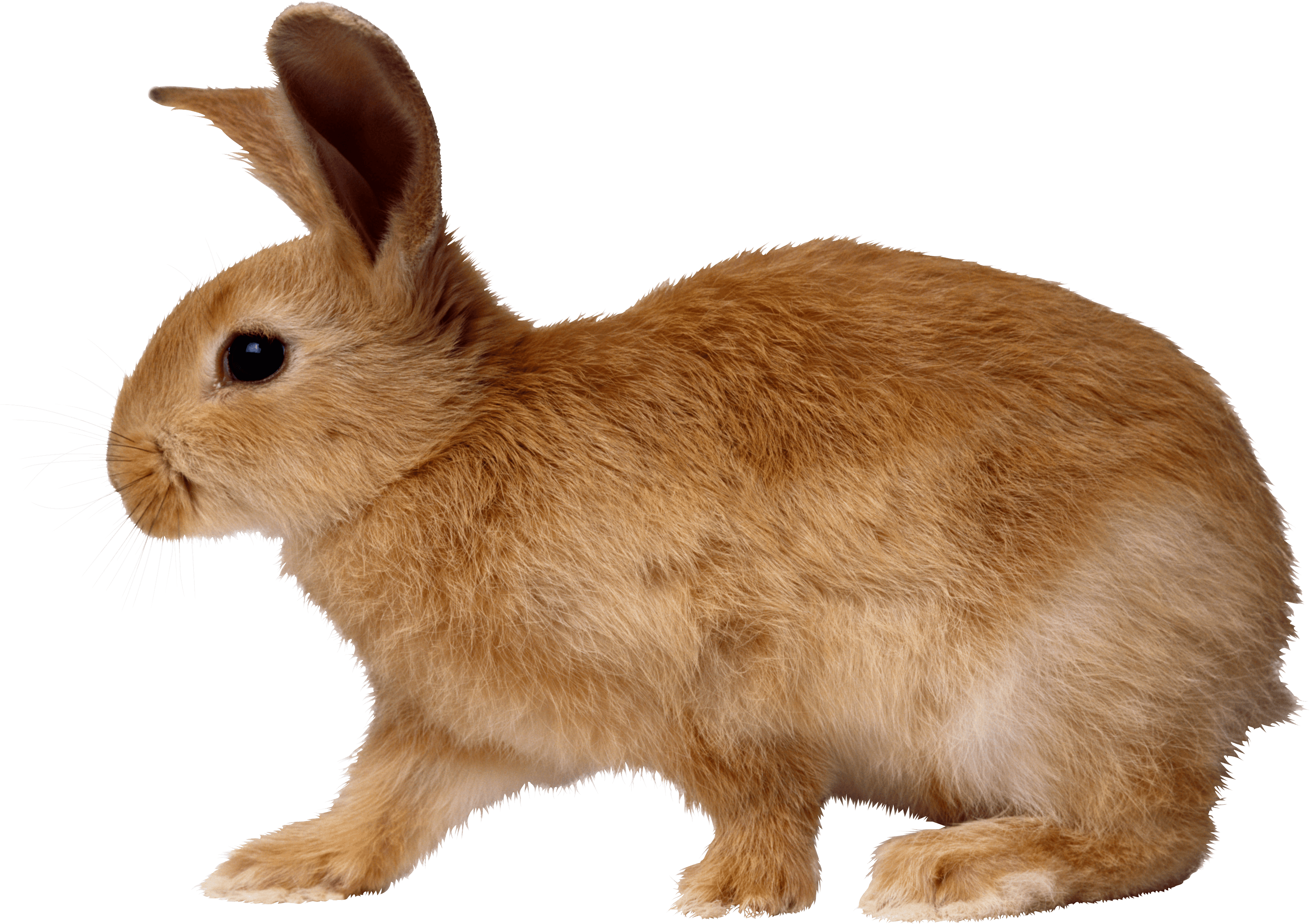 Blonde Rabbit Walking From Side PNG Image PurePNG Free Transparent