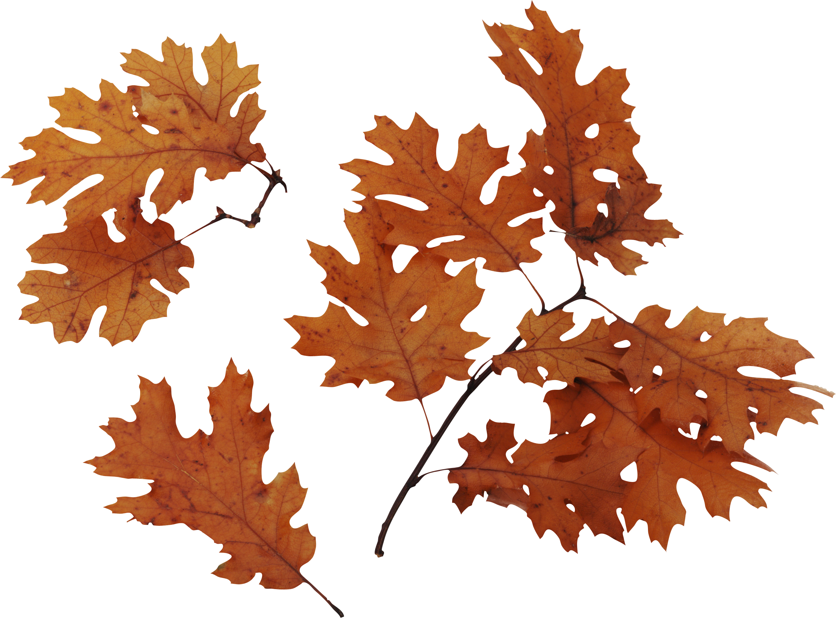 Download Autumn Leaves Brown PNG Image For Free Download Autumn Leaves Brown PNG Image For Free