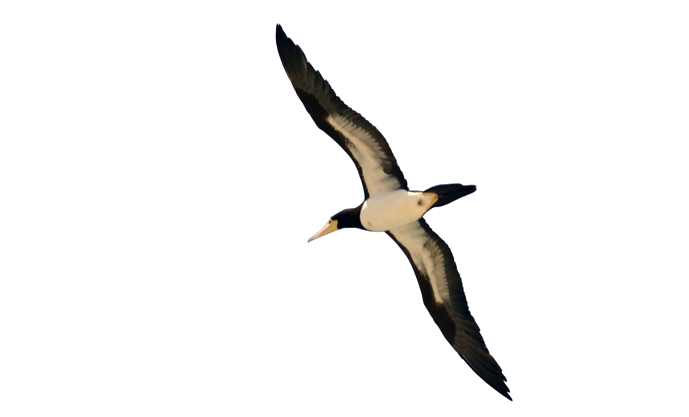 Bird Flying PNG Image For Free Download