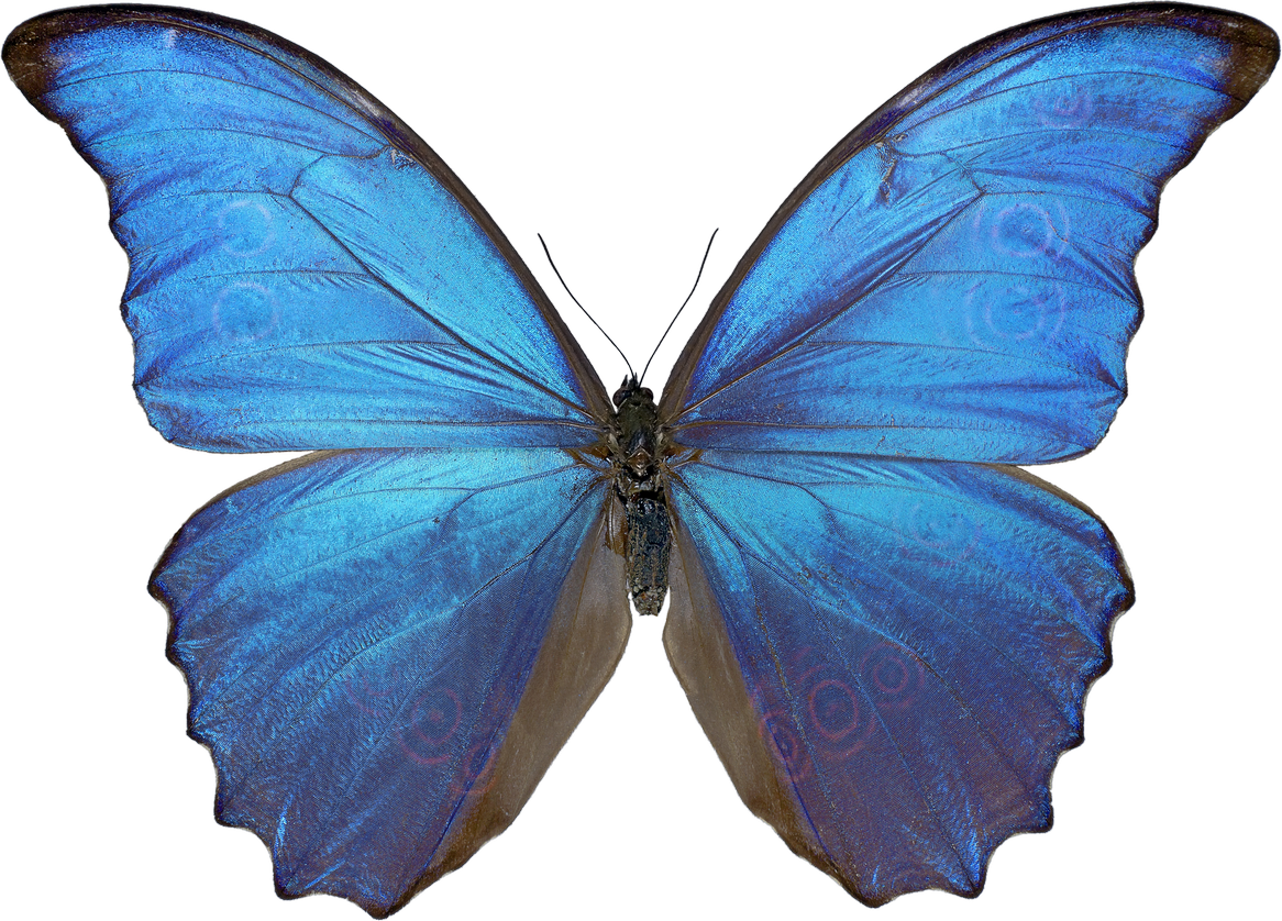 What Is Png Image Format Design Talk