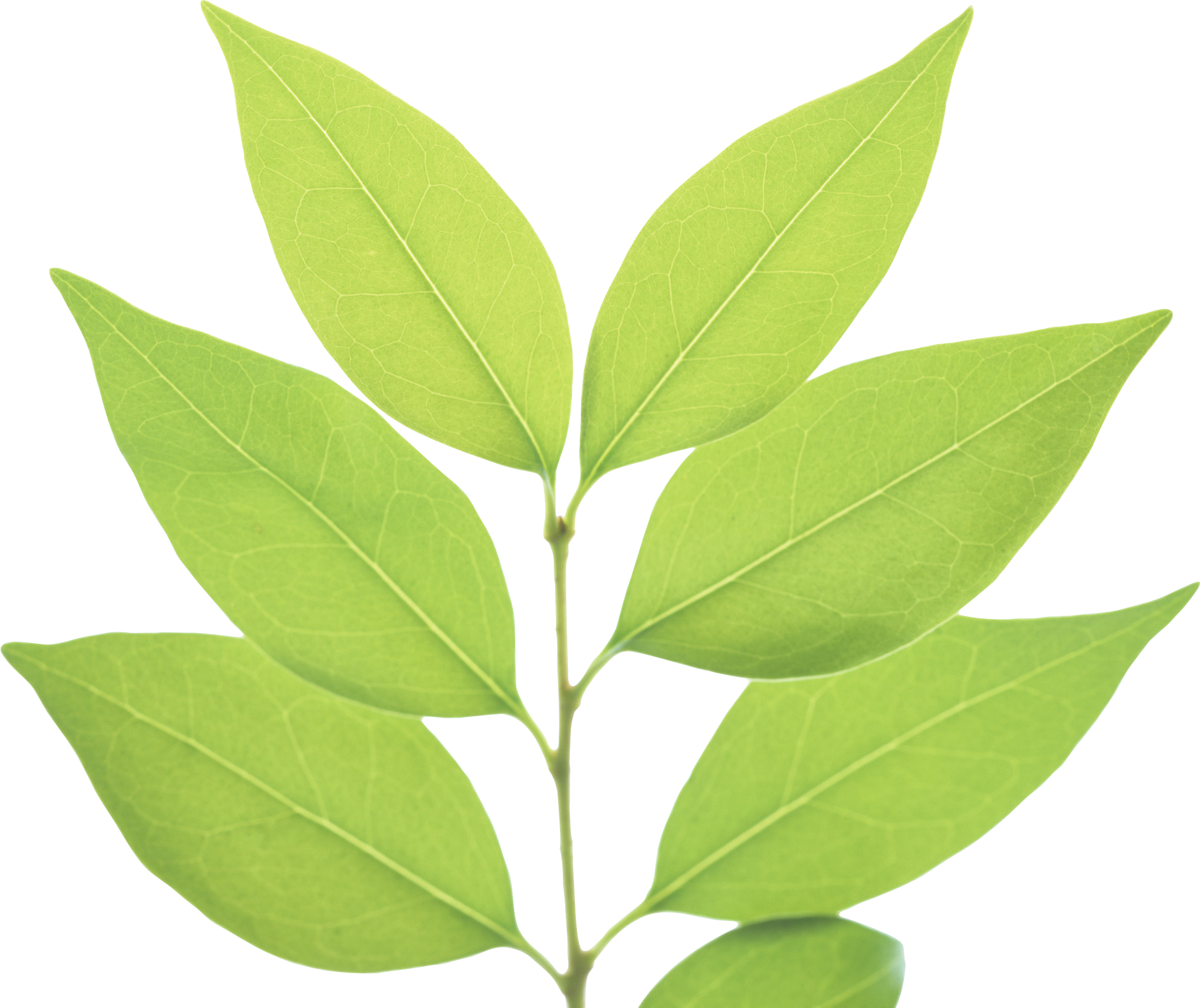 Download Green Leaves PNG Image For Free