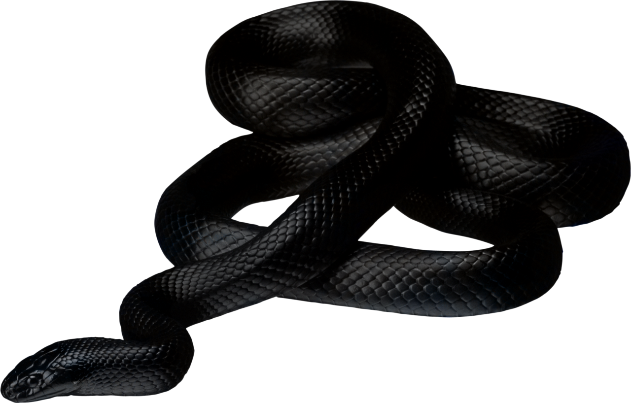 Brown Snake Lying On The Ground PNG Image - PurePNG | Free transparent ...
