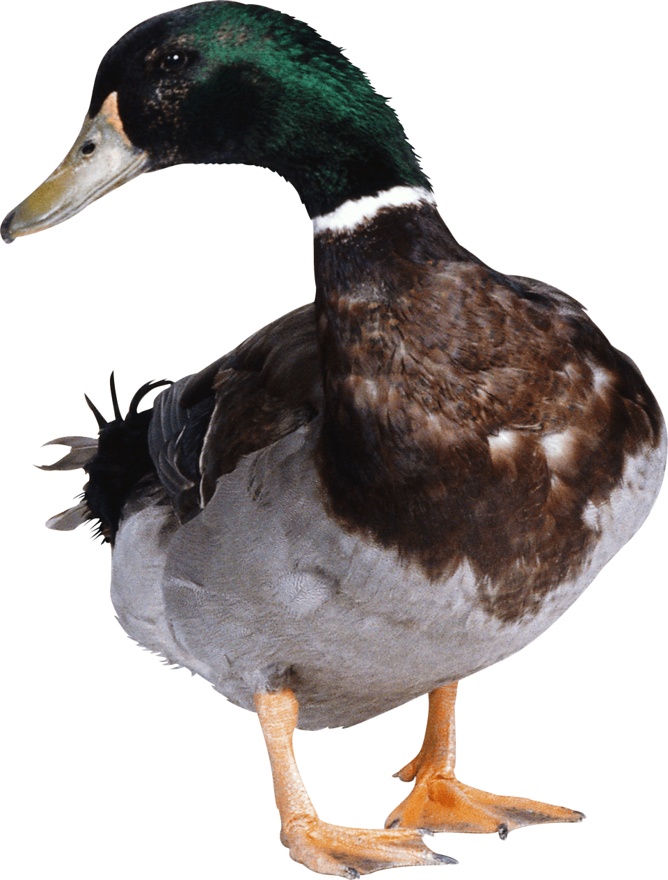Duck looking to side PNG Image - PurePNG | Free transparent CC0 PNG ...