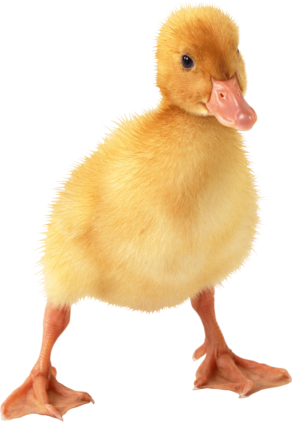 cute little duckling PNG Image - PurePNG | Free transparent CC0 PNG ...