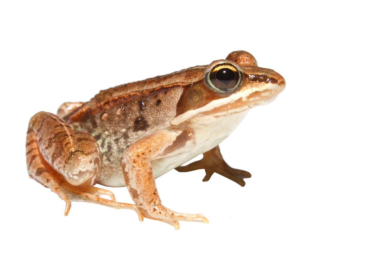 orange Toad PNG Image - PurePNG | Free transparent CC0 PNG Image Library