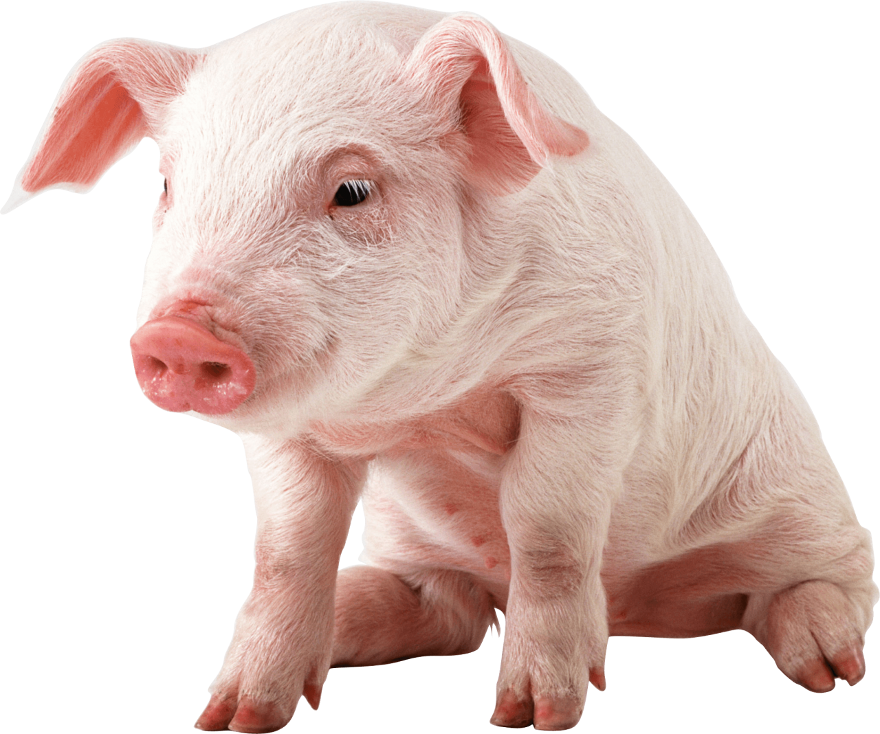 sitting baby pig PNG Image - PurePNG | Free transparent CC0 PNG Image ...