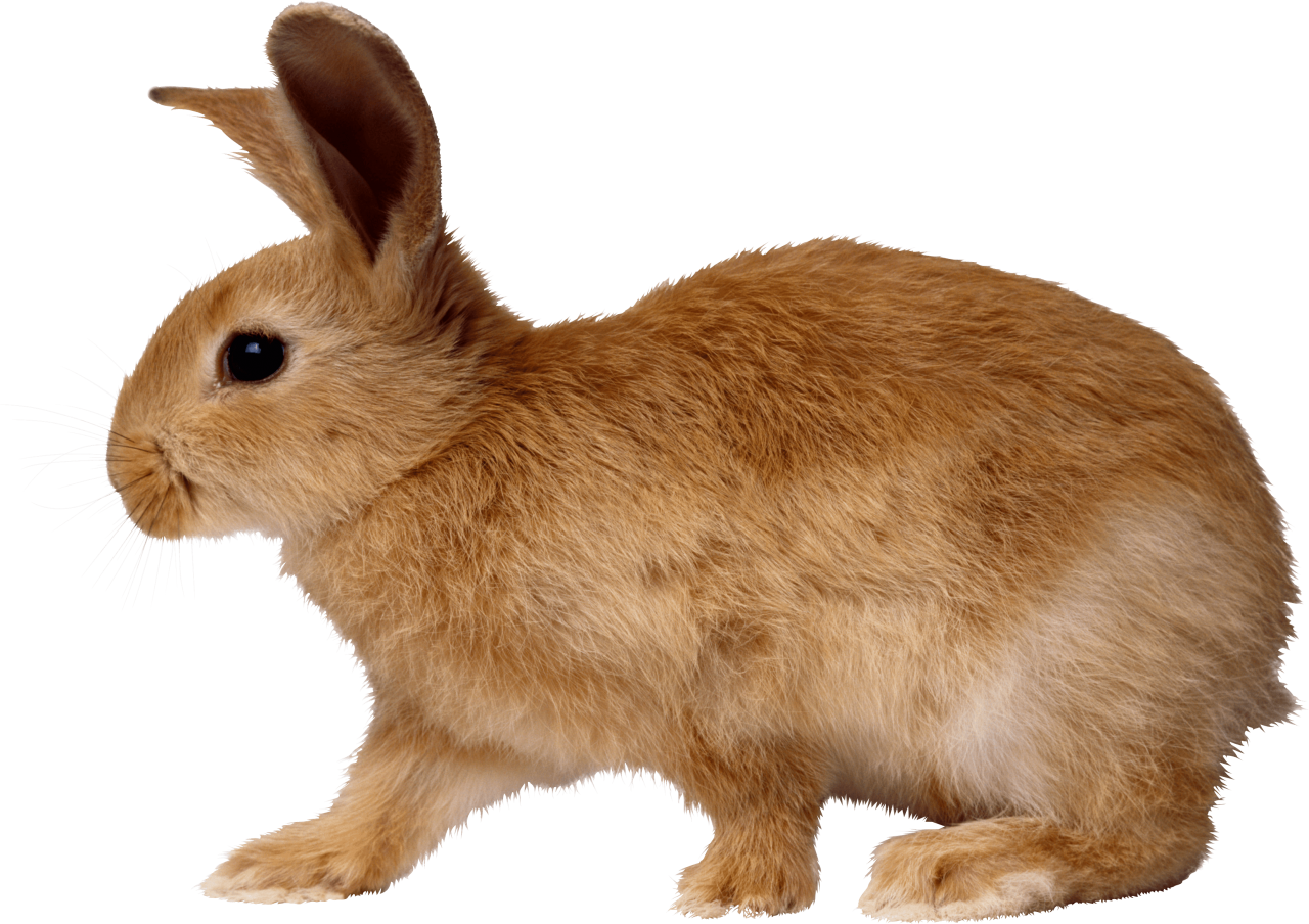 blonde rabbit walking from side PNG Image - PurePNG | Free transparent ...