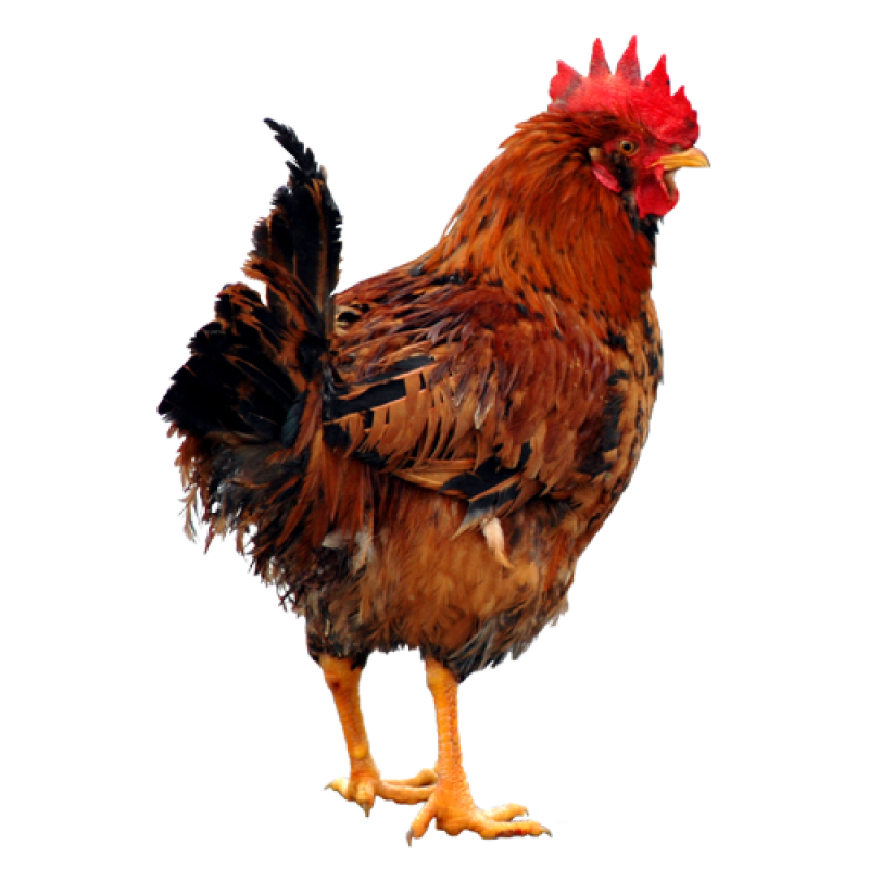 Chicken PNG Image - PurePNG | Free transparent CC0 PNG Image Library