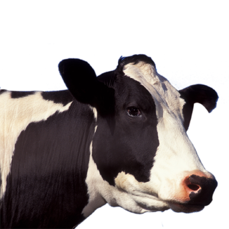 Cow PNG Image - PurePNG | Free transparent CC0 PNG Image Library