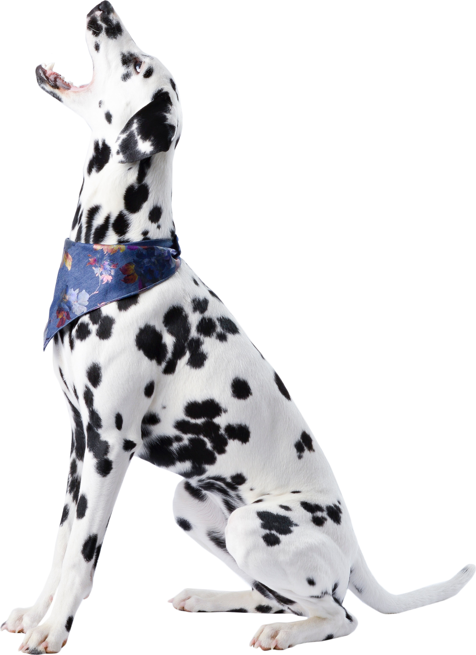 Cute Dalmatian Sitting PNG Image - PurePNG | Free transparent CC0 PNG ...