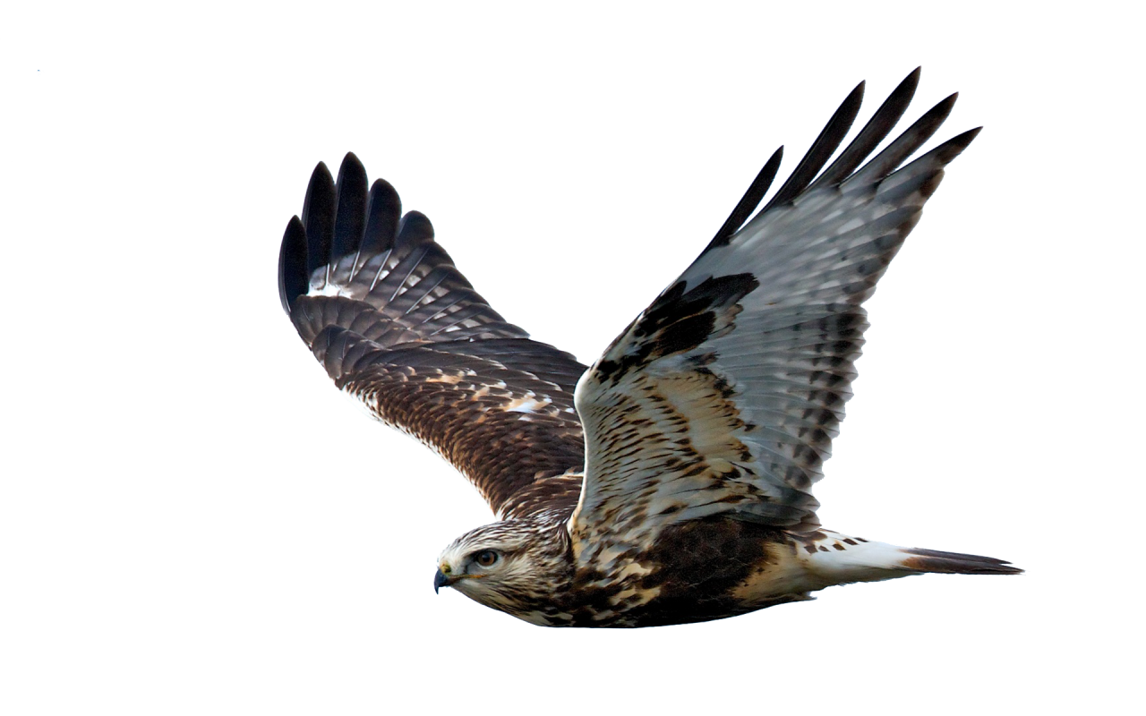 Hawk PNG Image - PurePNG | Free transparent CC0 PNG Image Library