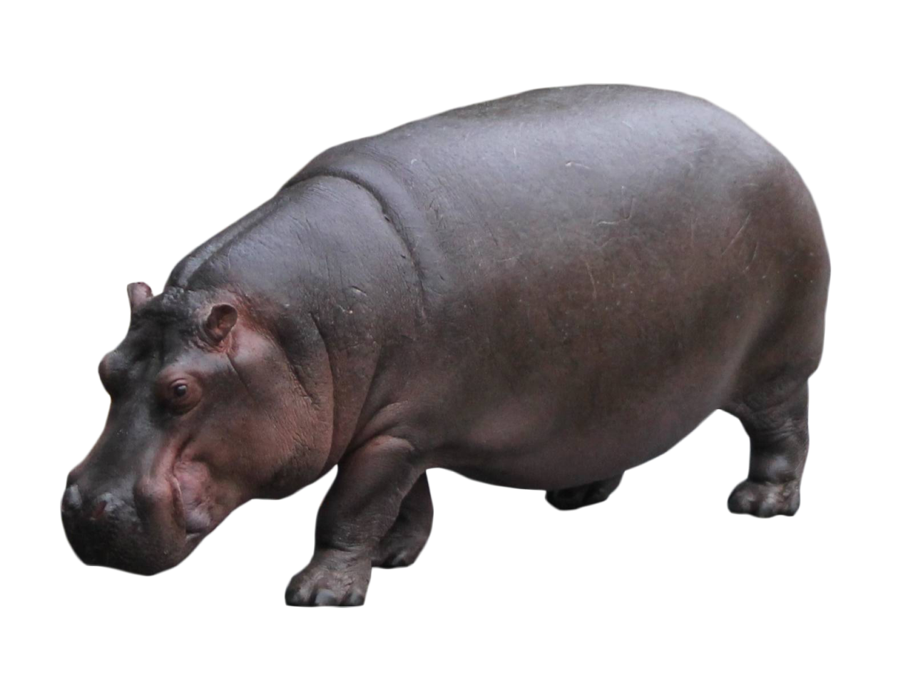 Hippo Standing PNG Image - PurePNG | Free transparent CC0 PNG Image Library