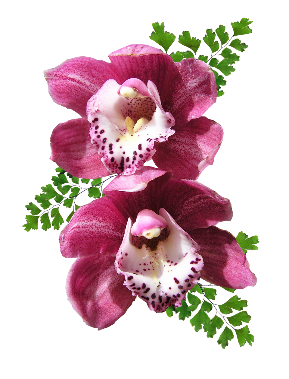 Orchid PNG Image - PurePNG | Free transparent CC0 PNG Image Library