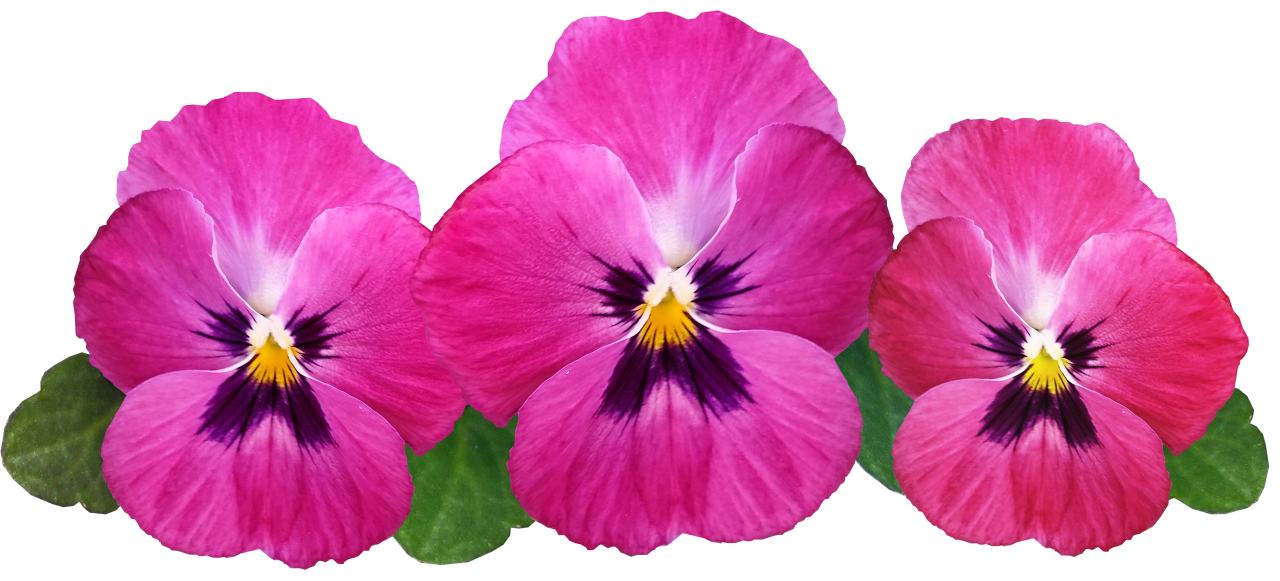 Pansies PNG Image - PurePNG | Free transparent CC0 PNG Image Library