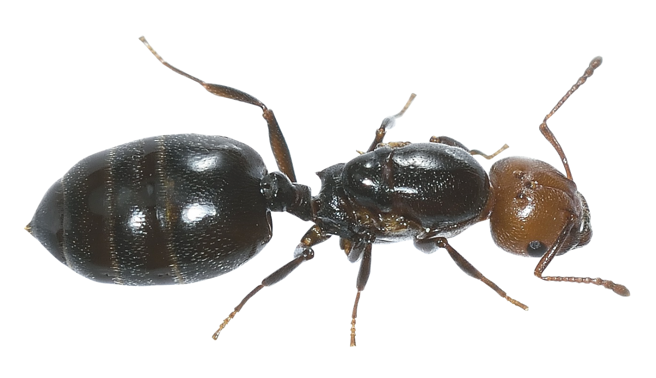 Ant PNG Image - PurePNG | Free transparent CC0 PNG Image Library