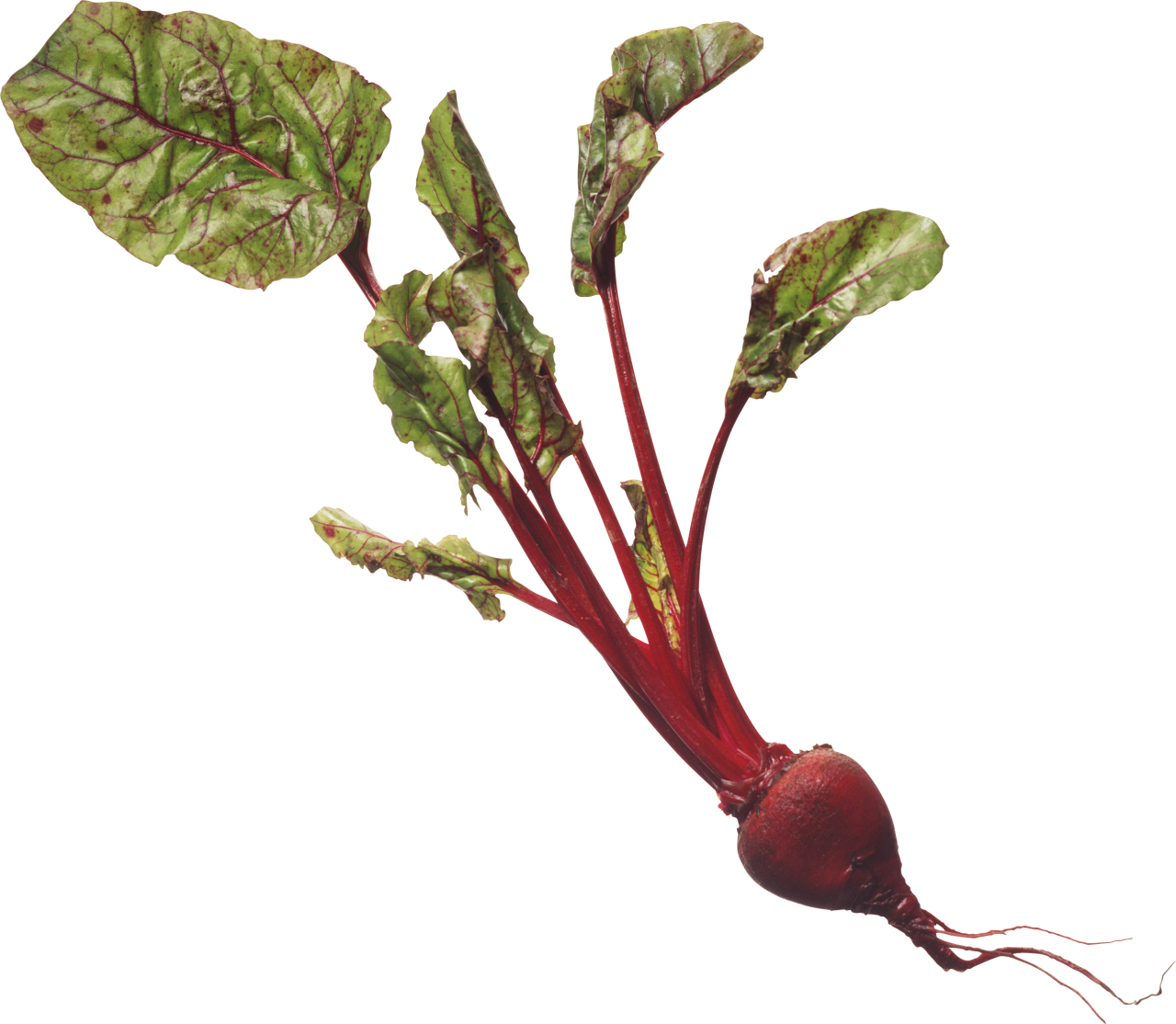 Beet PNG Image - PurePNG | Free transparent CC0 PNG Image Library