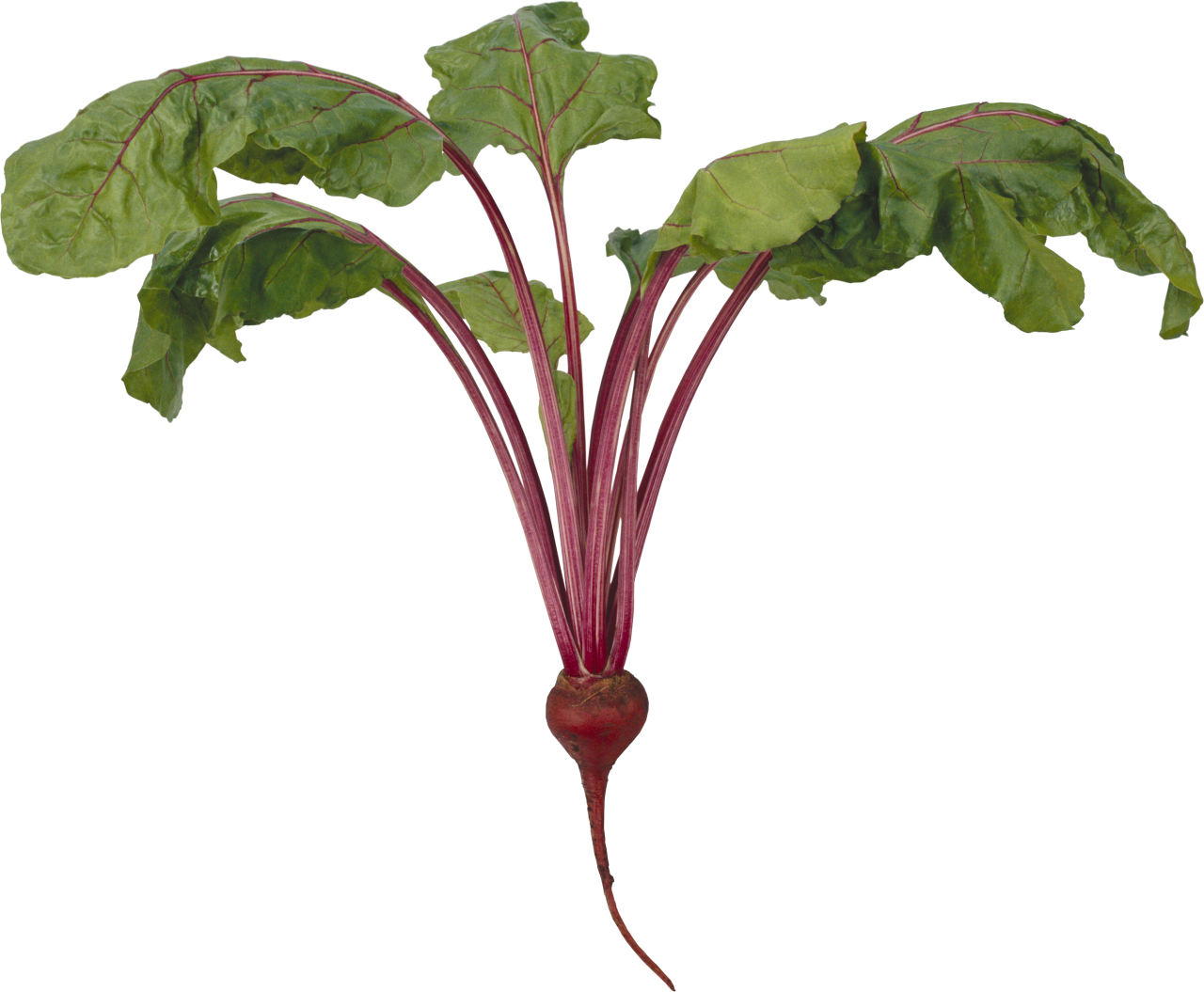 Beet PNG Image - PurePNG | Free transparent CC0 PNG Image Library