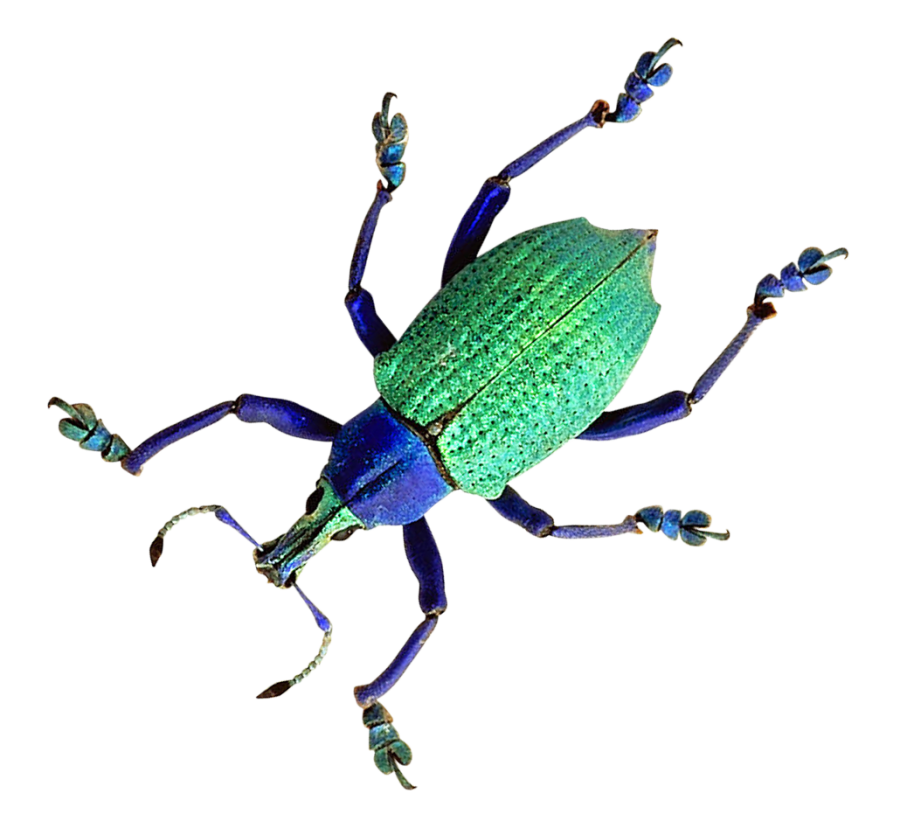Beetle PNG Image - PurePNG | Free transparent CC0 PNG Image Library