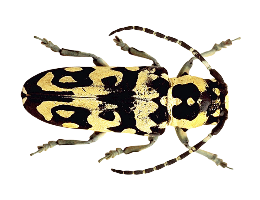 Beetle PNG Image - PurePNG | Free transparent CC0 PNG Image Library