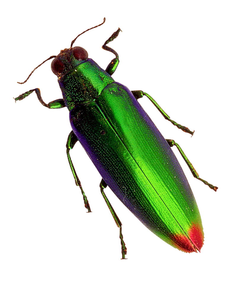 Beetle PNG Image - PurePNG | Free transparent CC0 PNG Image Library