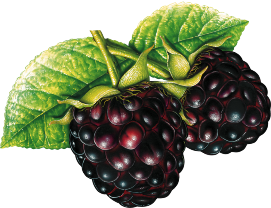Blackberry PNG Image - PurePNG | Free transparent CC0 PNG Image Library