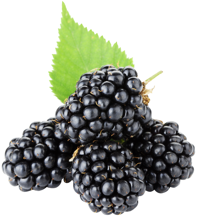 Blackberry PNG Image - PurePNG | Free transparent CC0 PNG Image Library