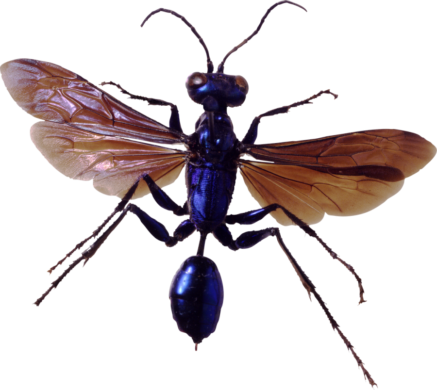 Bug PNG Image - PurePNG | Free transparent CC0 PNG Image Library