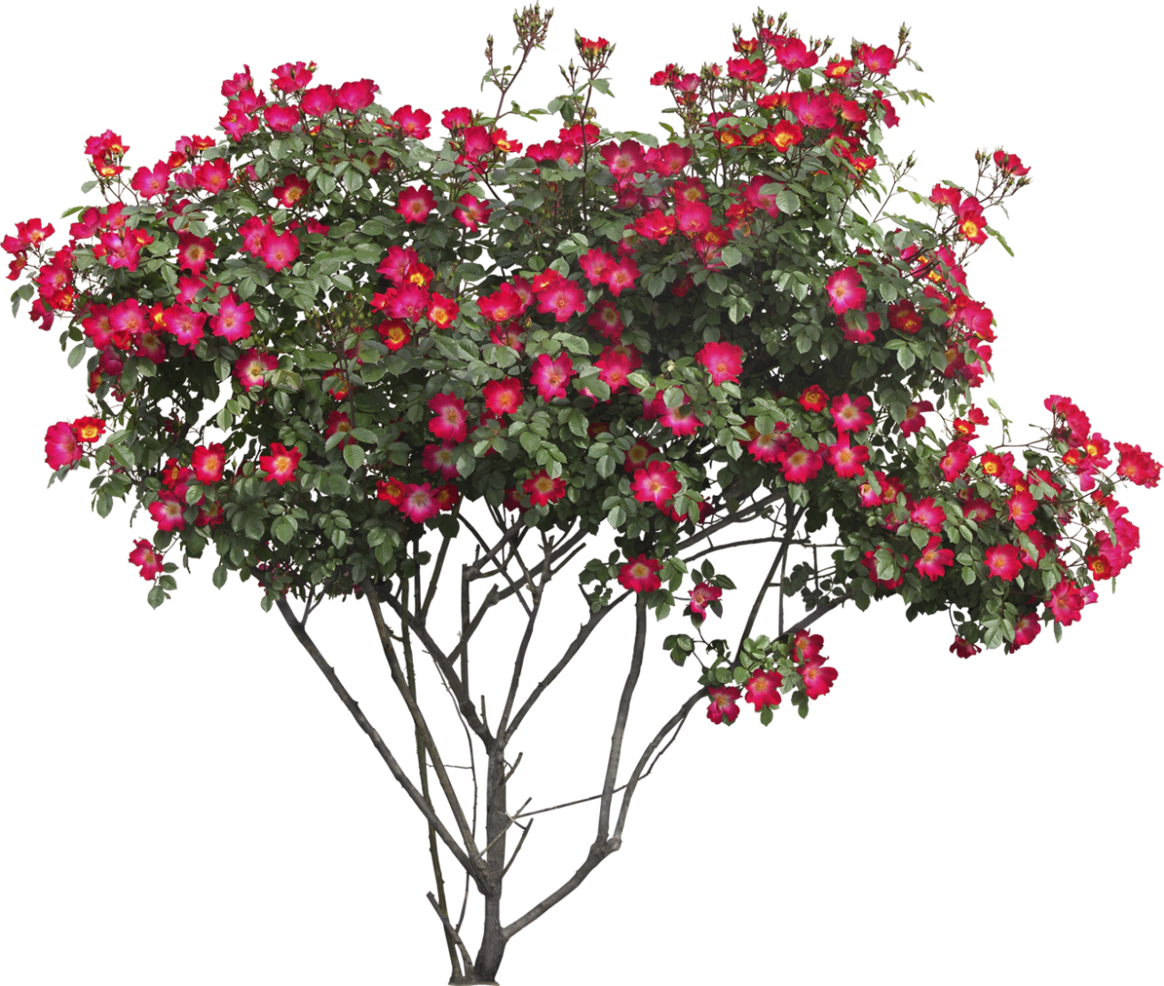Bush PNG Image - PurePNG | Free transparent CC0 PNG Image Library
