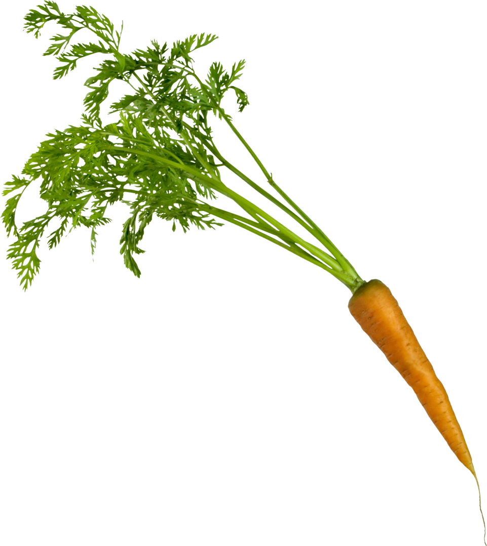 Carrot PNG Image - PurePNG | Free transparent CC0 PNG Image Library