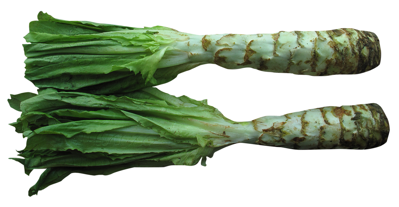 Celtuce PNG Image - PurePNG | Free transparent CC0 PNG Image Library