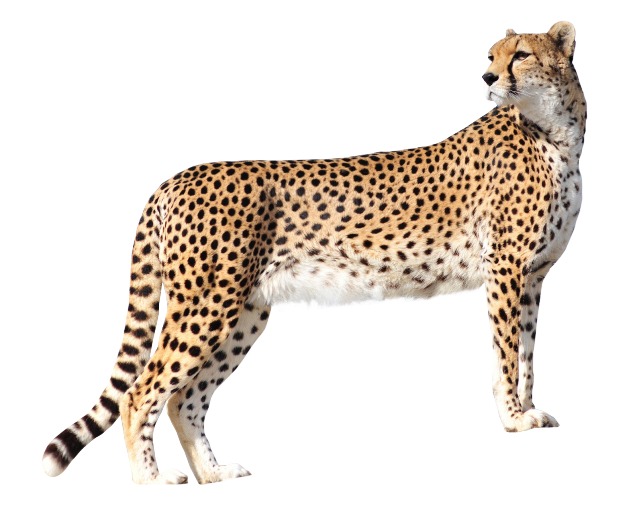 Cheetah PNG Image - PurePNG | Free transparent CC0 PNG Image Library