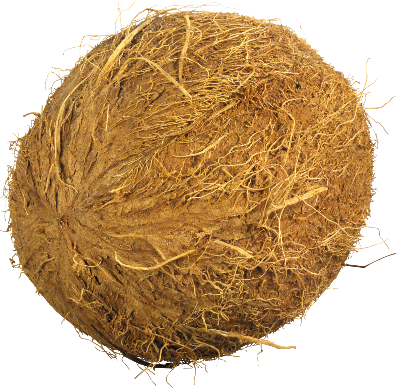 Coconuts PNG Image - PurePNG | Free transparent CC0 PNG Image Library