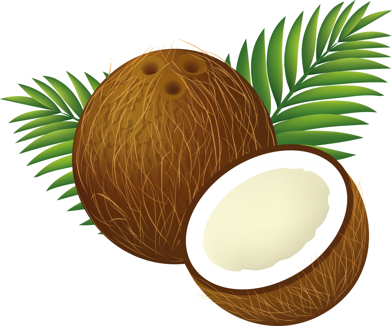Coconuts PNG Image - PurePNG | Free transparent CC0 PNG Image Library