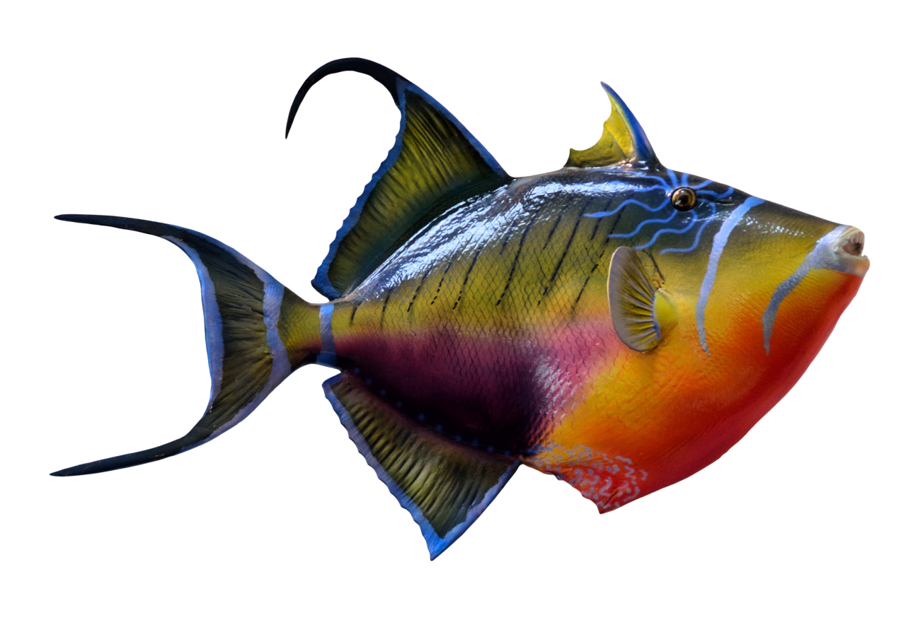 Colorful Fish PNG Image - PurePNG | Free transparent CC0 PNG Image Library