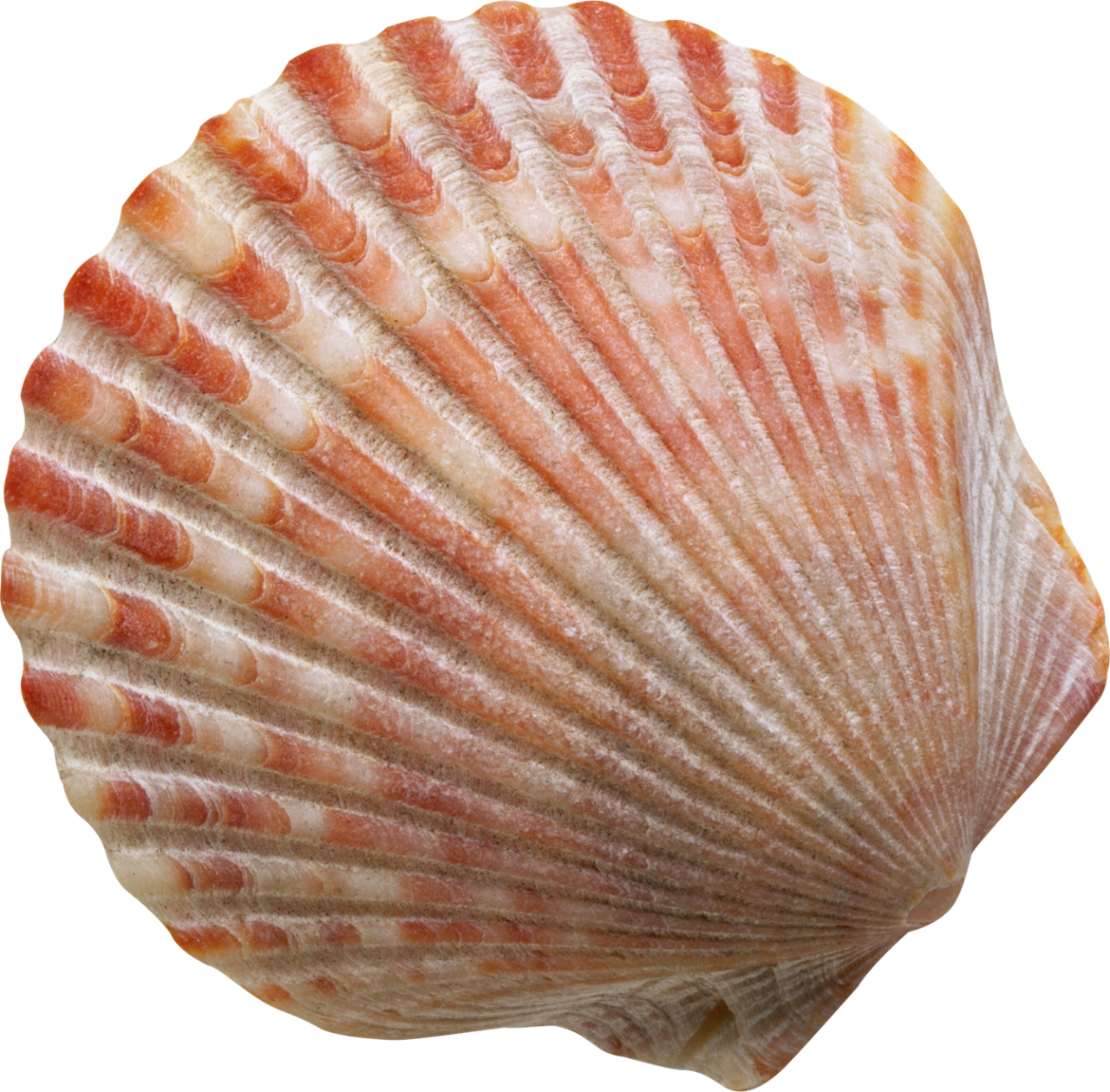 Conch PNG Image - PurePNG | Free transparent CC0 PNG Image Library