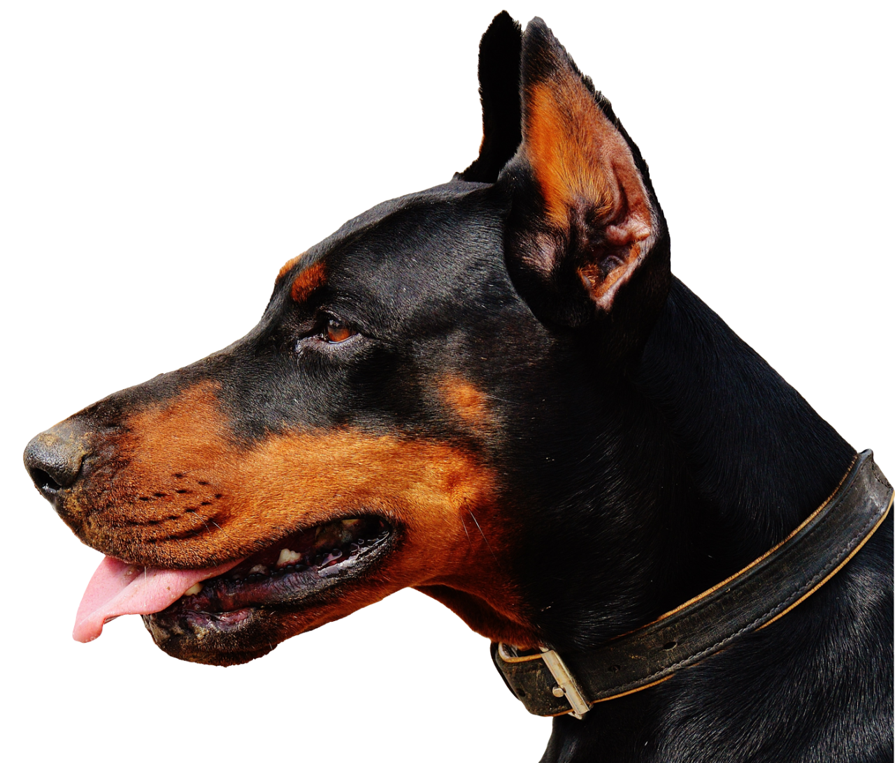 Doberman PNG Image - PurePNG | Free transparent CC0 PNG Image Library