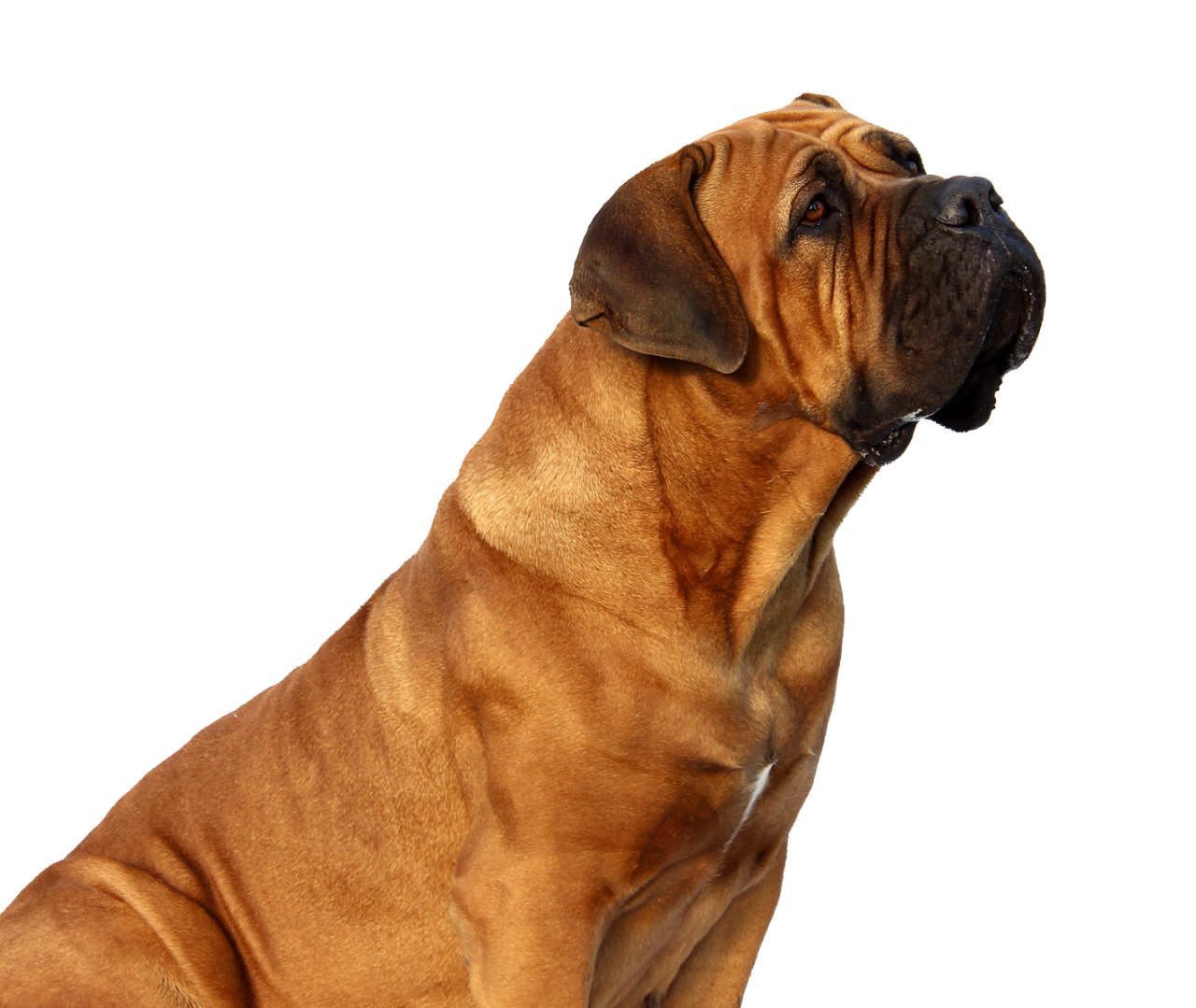 Dog Looking PNG Image - PurePNG | Free transparent CC0 PNG Image Library