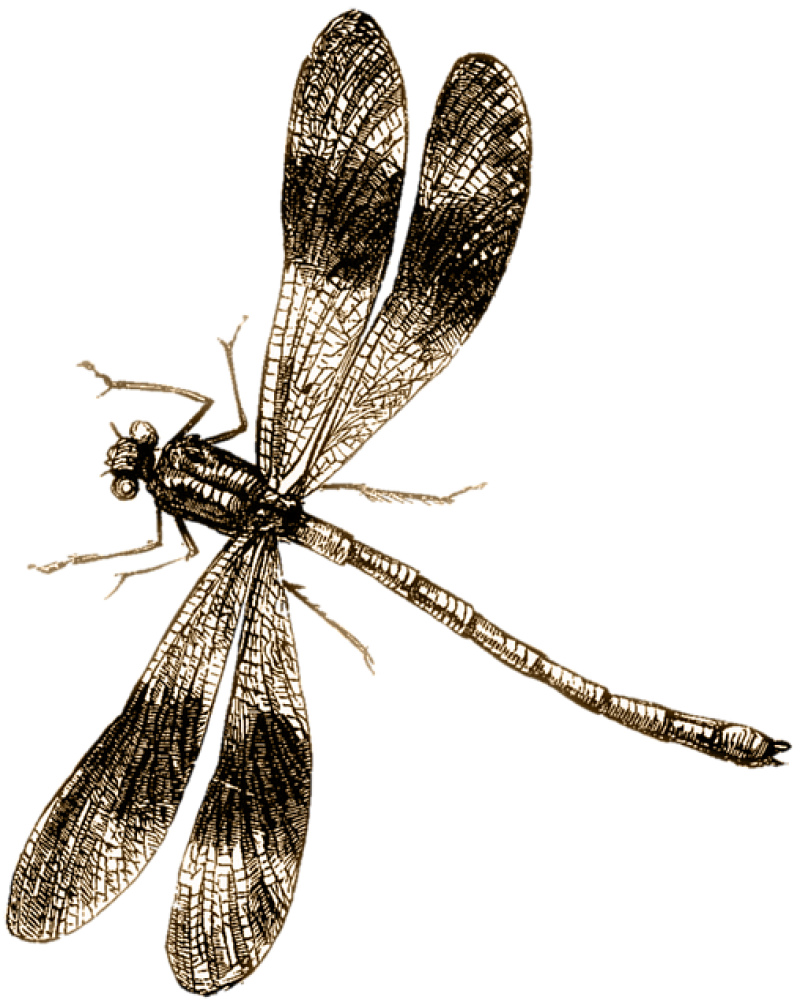 Dragonfly PNG Image - PurePNG | Free transparent CC0 PNG Image Library