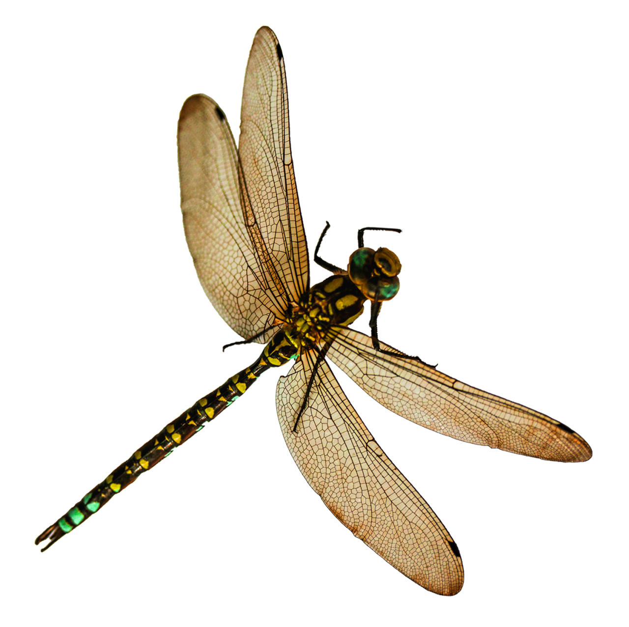 Dragonfly PNG Image - PurePNG | Free transparent CC0 PNG Image Library