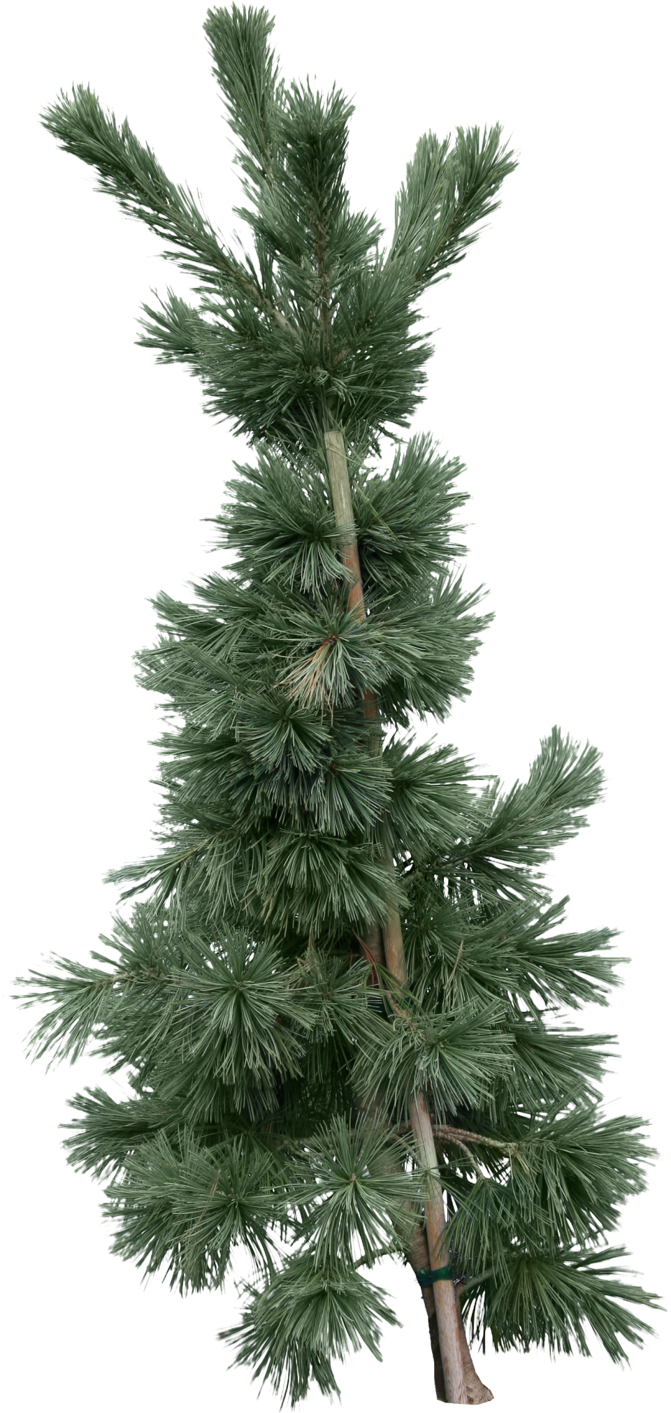 Fir Tree PNG Image - PurePNG | Free transparent CC0 PNG Image Library