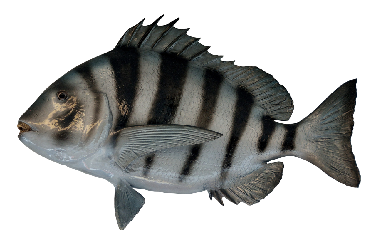 Fish PNG Image - PurePNG | Free transparent CC0 PNG Image Library