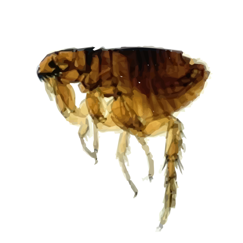 Flea PNG Image - PurePNG | Free transparent CC0 PNG Image Library
