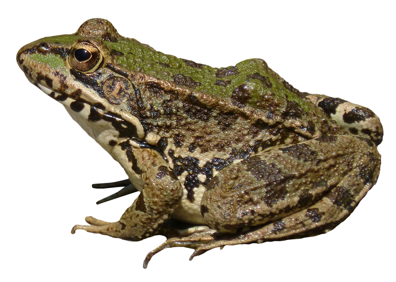 Frog PNG Image - PurePNG | Free transparent CC0 PNG Image Library