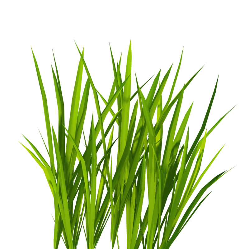 Grass PNG Image - PurePNG | Free transparent CC0 PNG Image Library