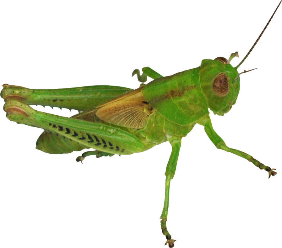 Grasshopper PNG Image - PurePNG | Free transparent CC0 PNG Image Library