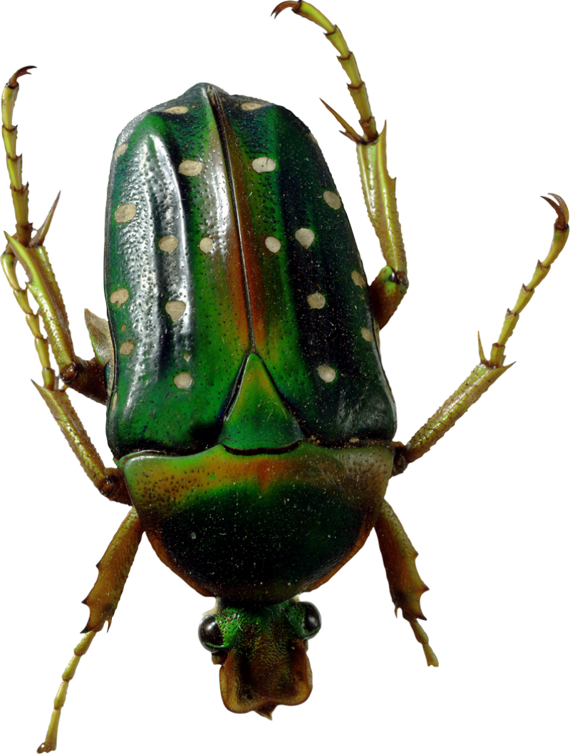 Green Bug PNG Image - PurePNG | Free transparent CC0 PNG Image Library
