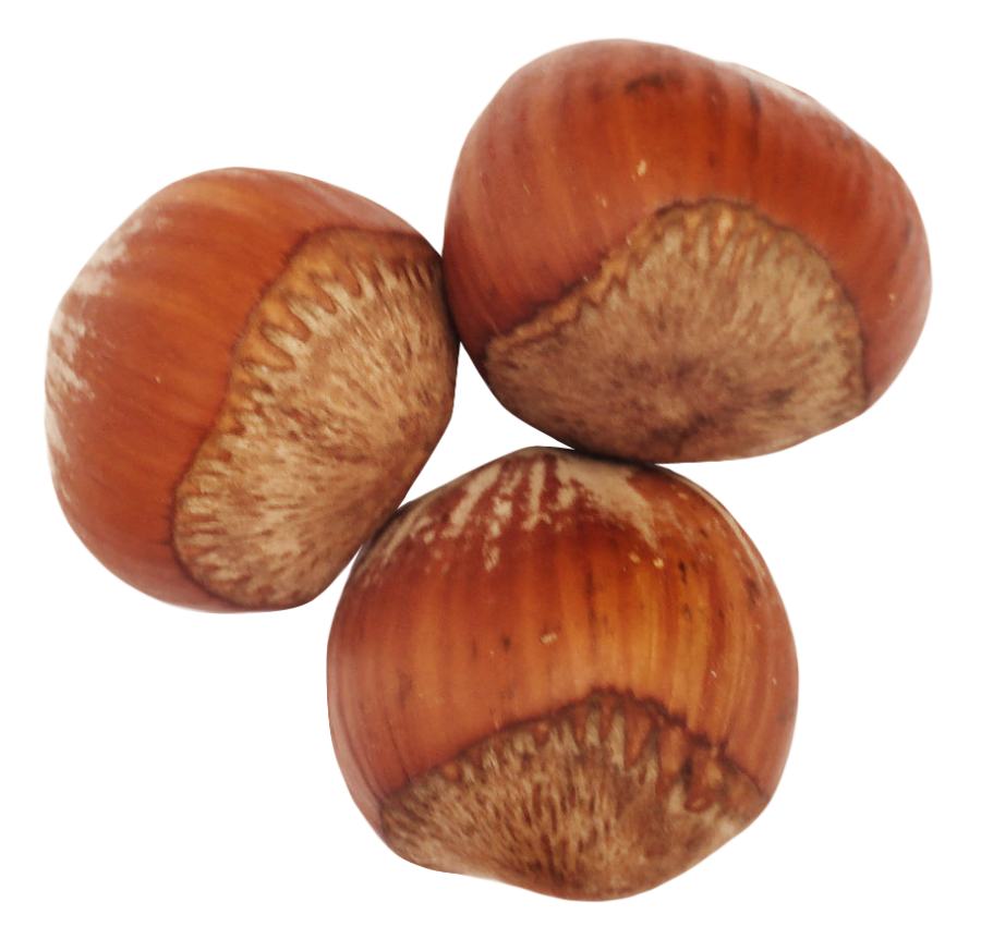 Hazelnut PNG Image - PurePNG | Free transparent CC0 PNG Image Library