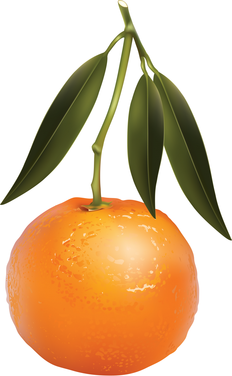 Mandarin PNG Image - PurePNG | Free transparent CC0 PNG Image Library