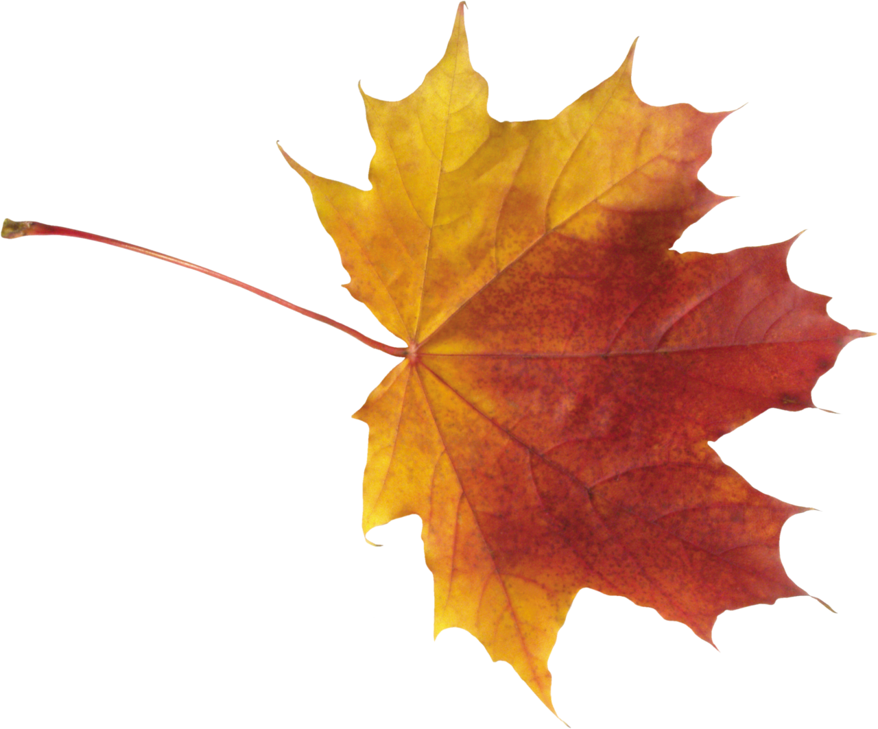 Red Leaves PNG Image - PurePNG | Free transparent CC0 PNG Image Library